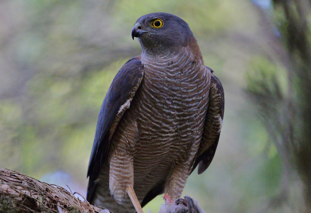 Collared Sparrowhawk (Accipiter cirrhocephalus) - Samford Commons
