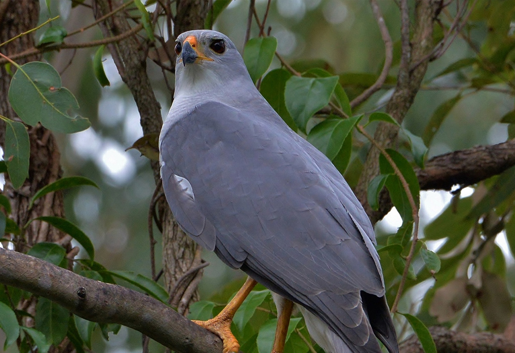 Grey Goshawk (Accipiter novaehollandiae) - Samford Commons